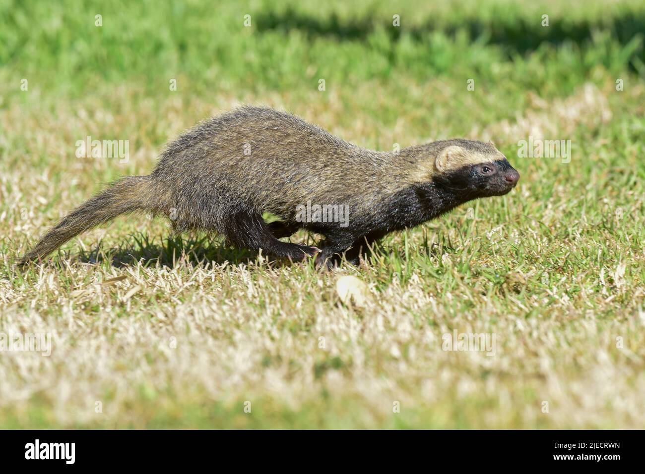Little grison, in Pampas grassland environment, La Pampa Province ...