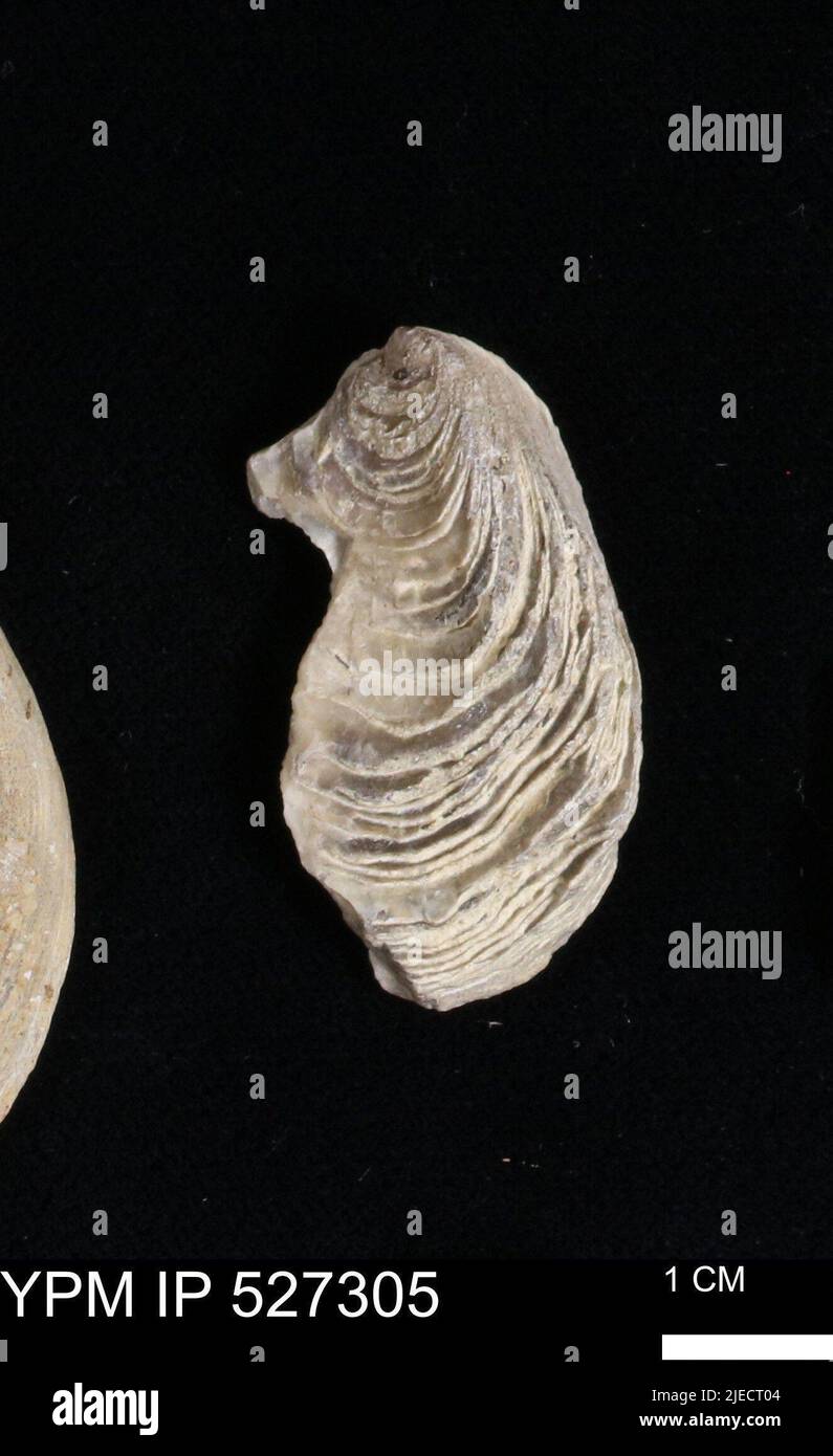 Gryphaea mucronata gabb animalia hi-res stock photography and images ...