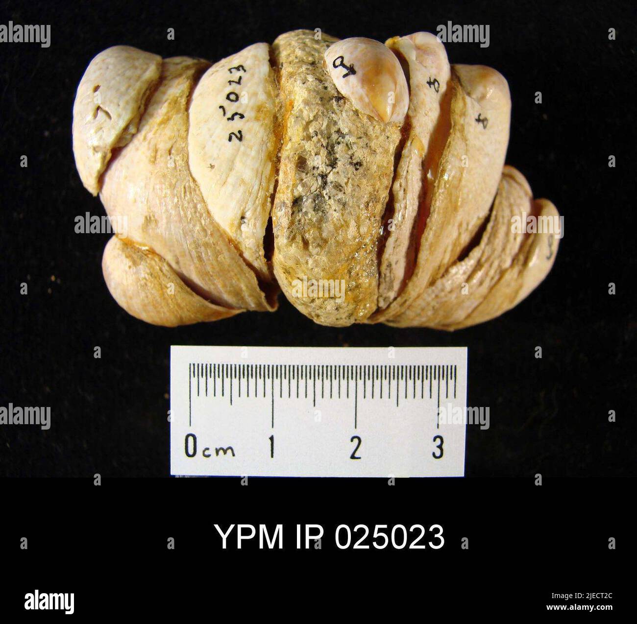 Crepidula fornicata (Linnaeus, 1758 Stock Photo - Alamy Crepidula fornicata (Linnaeus, 1758 Stock Photo - Alamy
