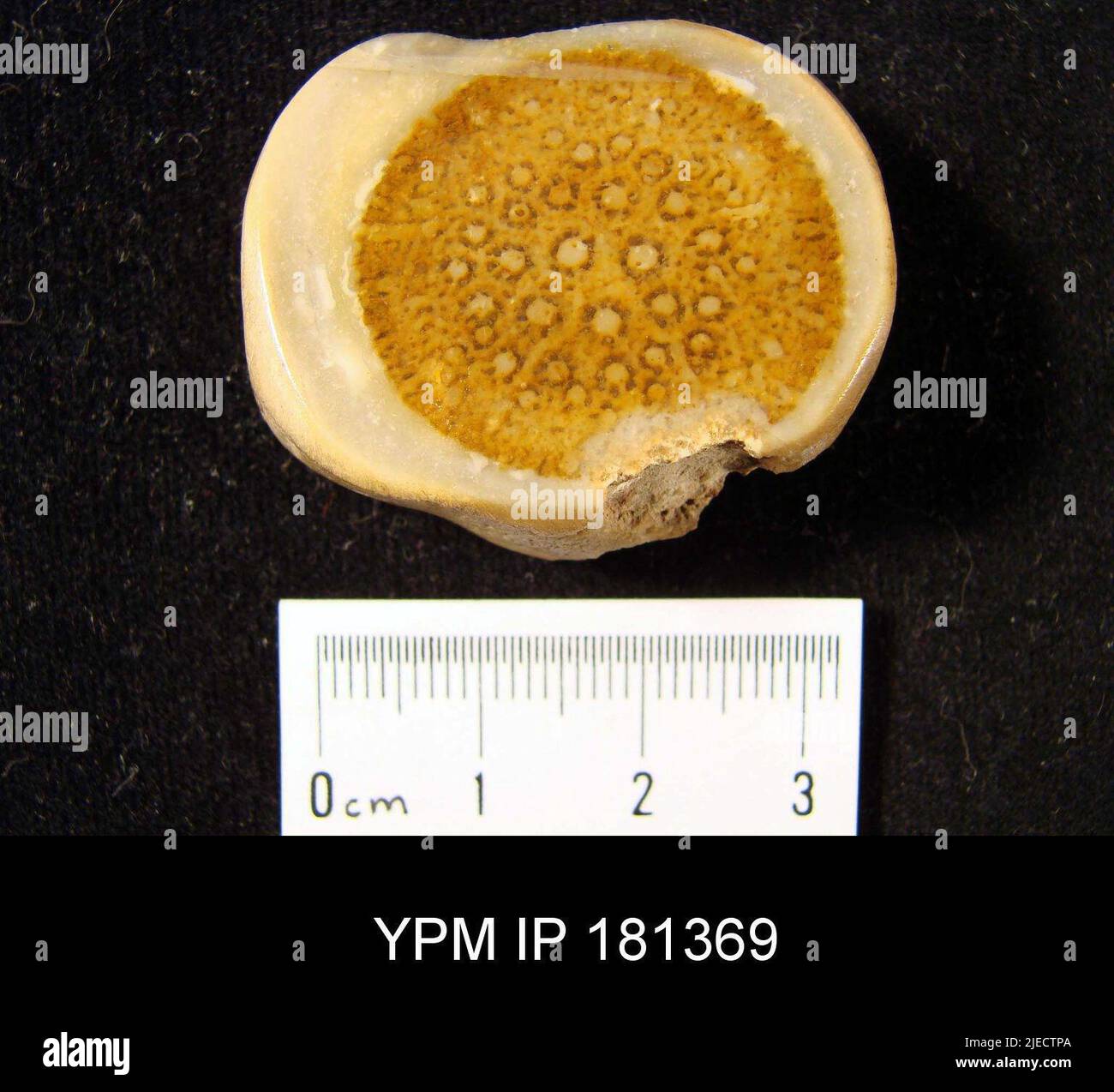 Spongia sp hi-res stock photography and images - Alamy