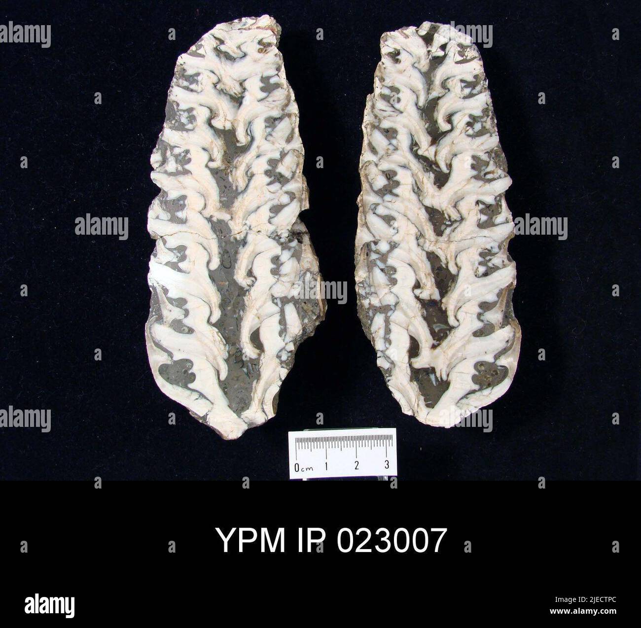 Nerinea sp animalia hi-res stock photography and images - Alamy