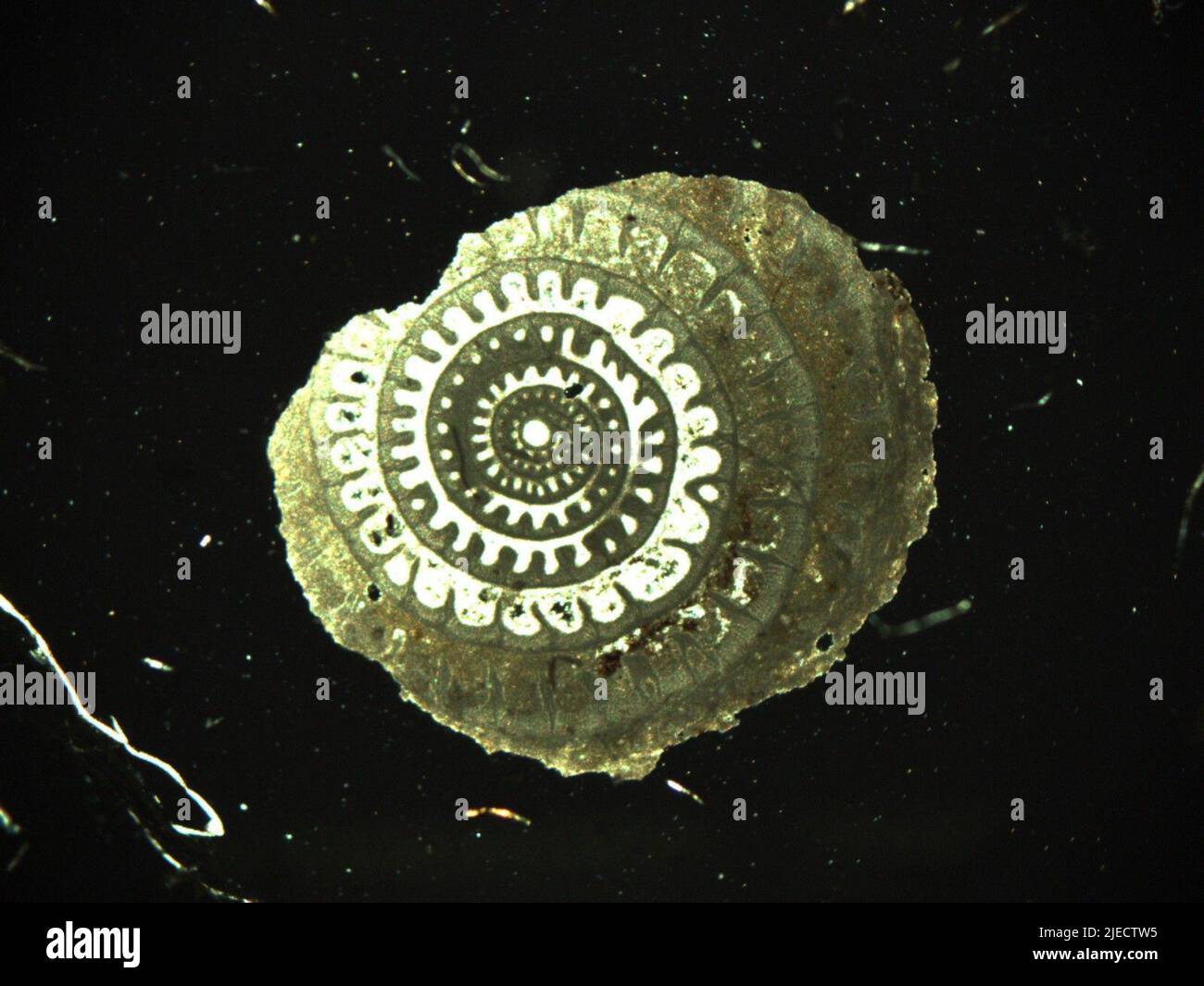 Triticites ventricosus (Meek & Hayden Stock Photo - Alamy