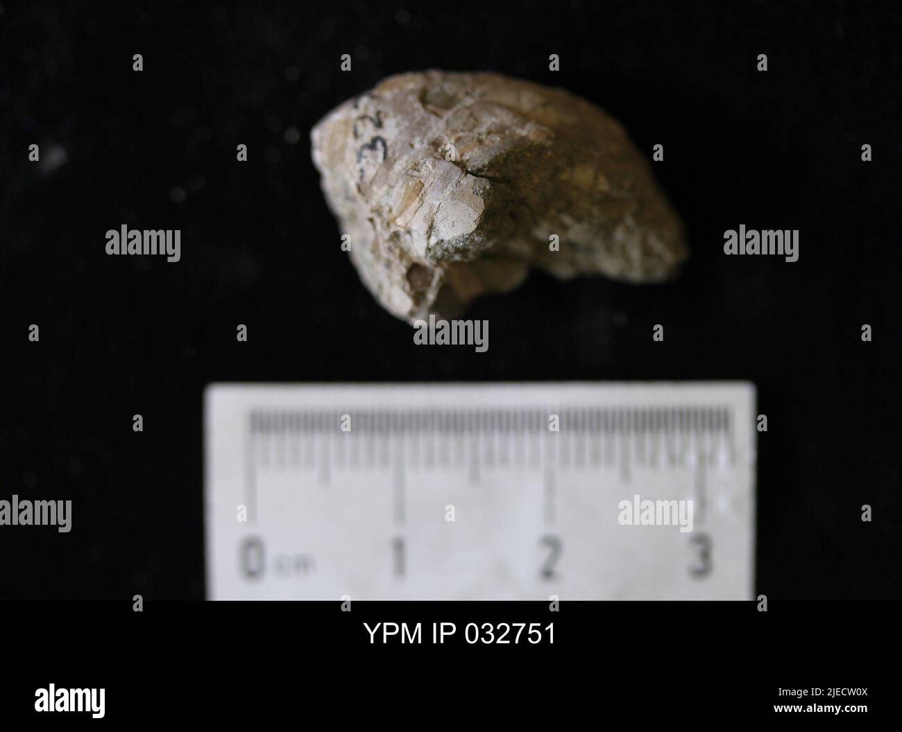 Viviparus hi-res stock photography and images - Alamy