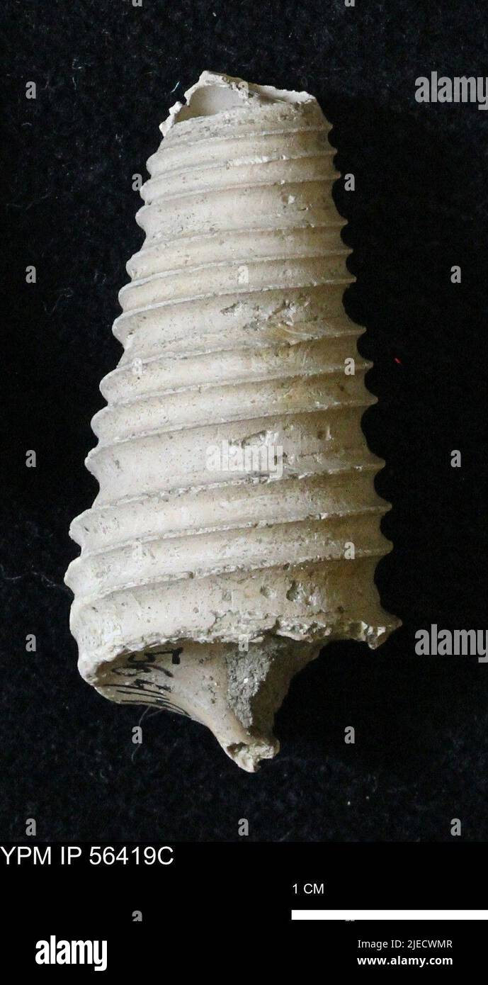 Turritella trilira animalia hi-res stock photography and images - Alamy