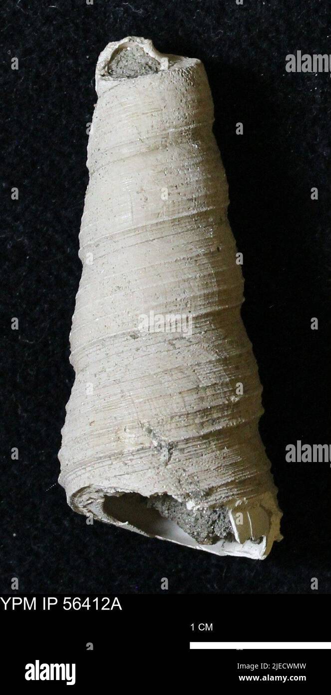 Turritella sp animalia hi-res stock photography and images - Alamy