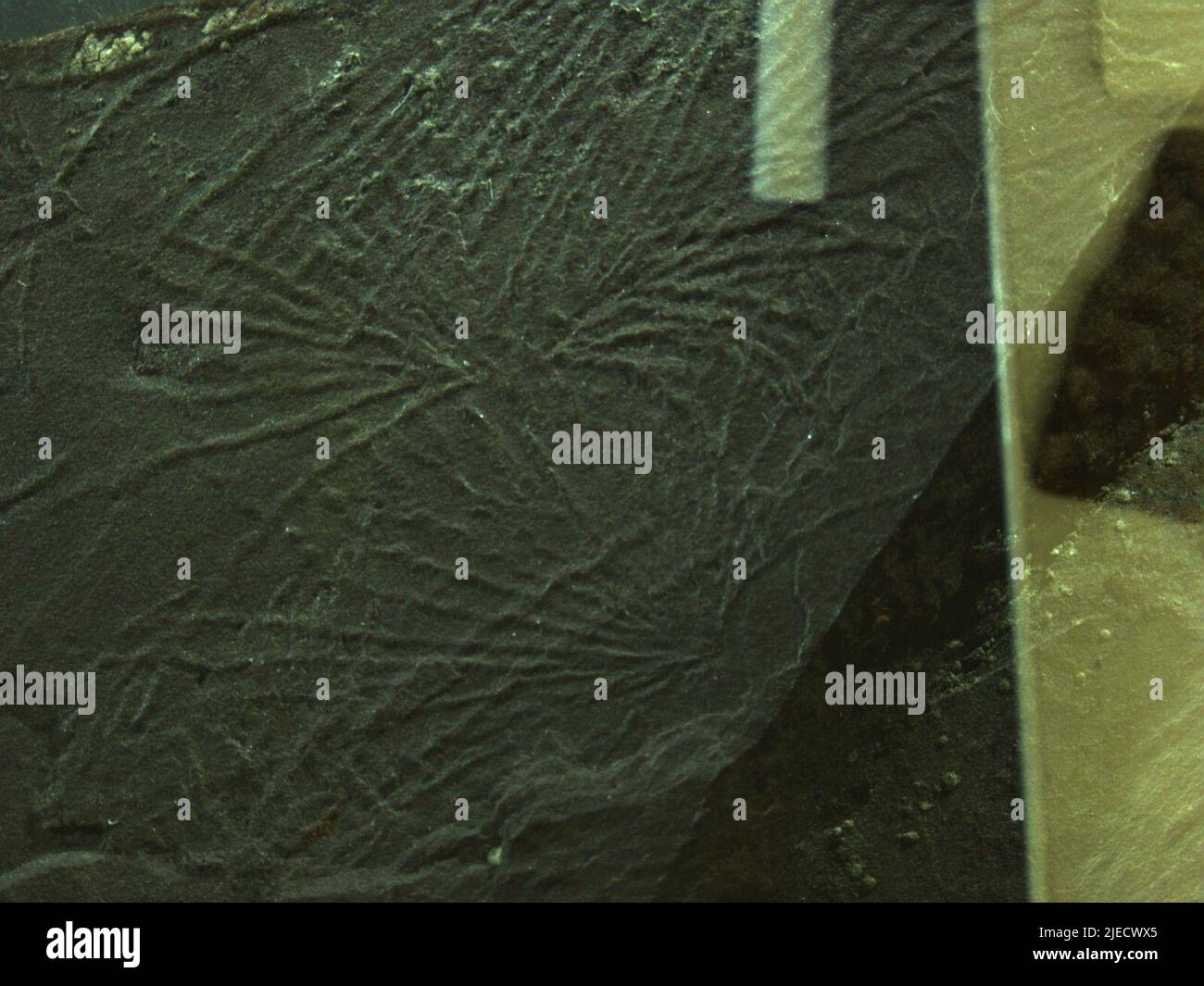 Oldhamia antiqua Kinahan, 1858 Stock Photo - Alamy