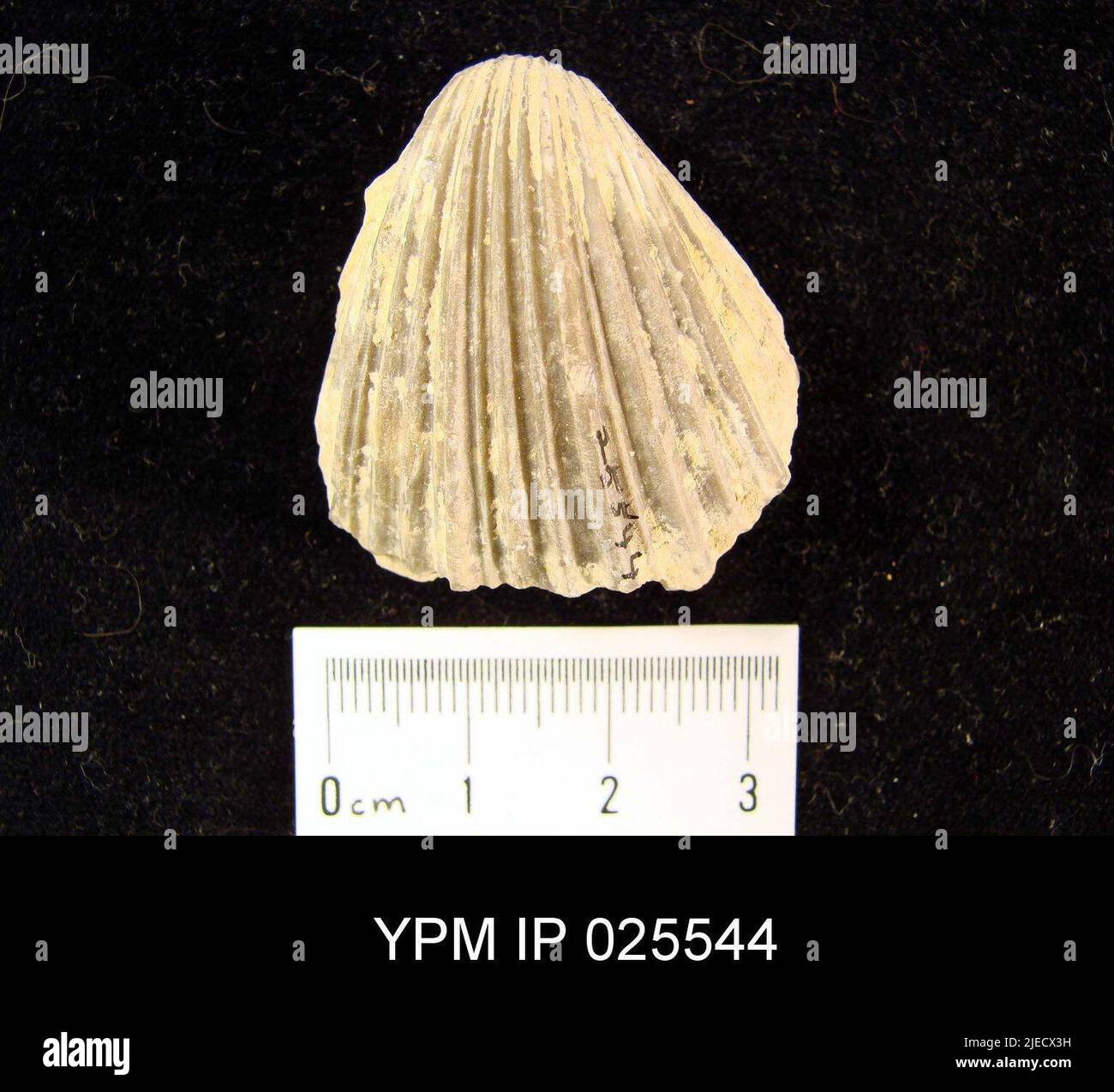 Neithea hi-res stock photography and images - Alamy