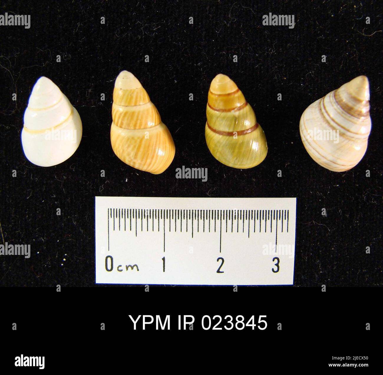 Liguus sp animalia hi-res stock photography and images - Alamy