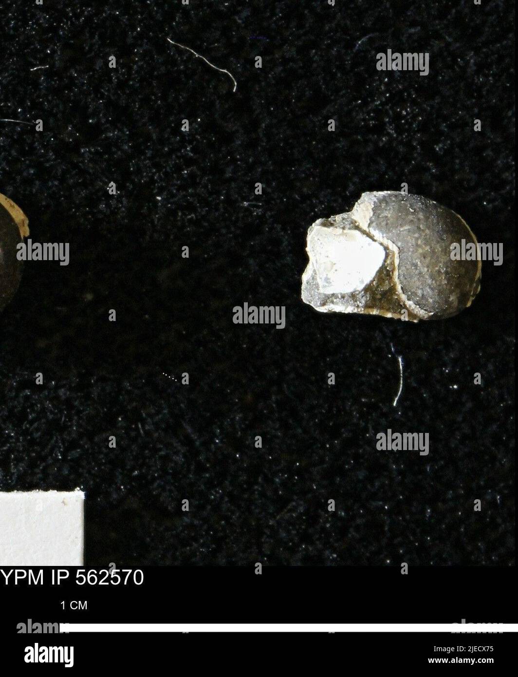 Gastropoda snails and slugs hi-res stock photography and images - Alamy