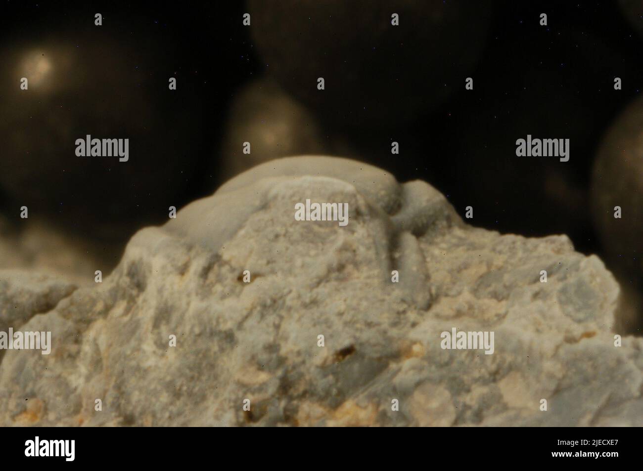 Dellea saratogensis (Resser Stock Photo - Alamy