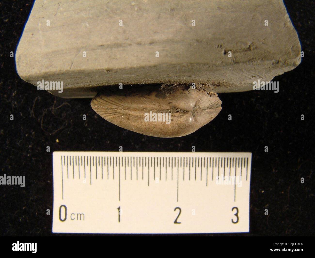 Nucula ovata Deshayes, 1824 Stock Photo - Alamy