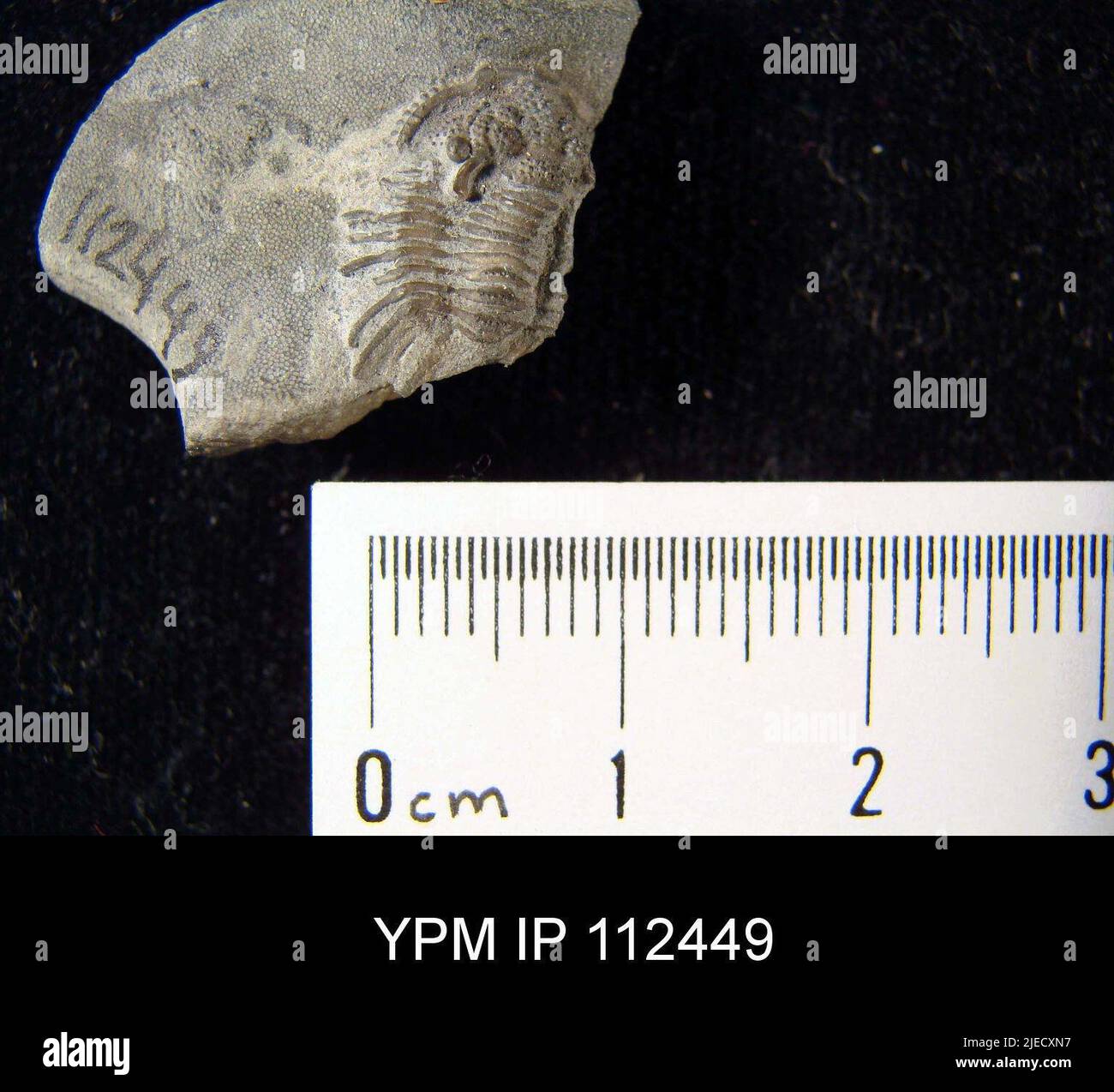 Ceratocephala hi-res stock photography and images - Alamy