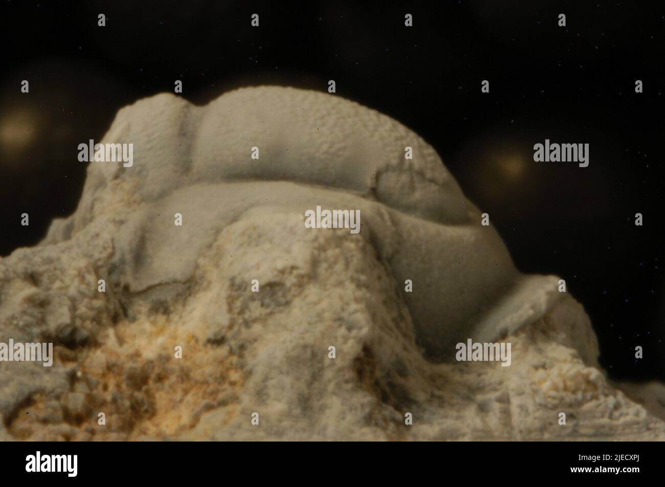 Dellea suada walcott hi-res stock photography and images - Alamy