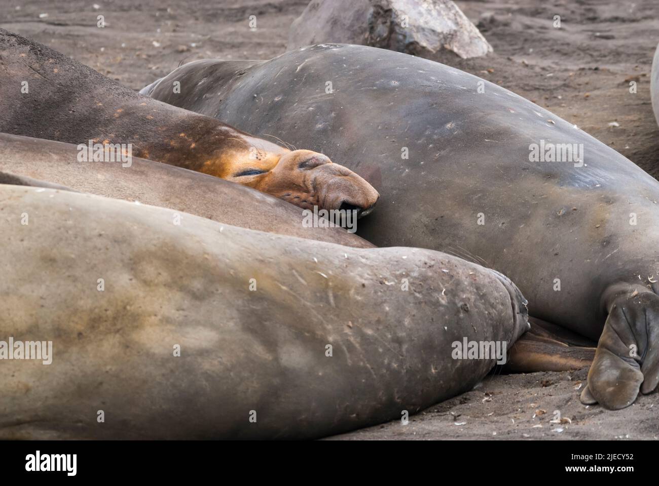 South Atlantic Elephant Seal, in antarctic environment , Hannah Point ...