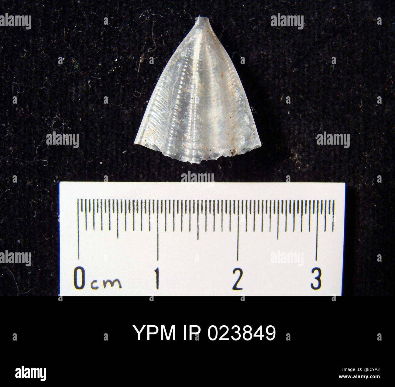 Pteropoda hi-res stock photography and images - Alamy