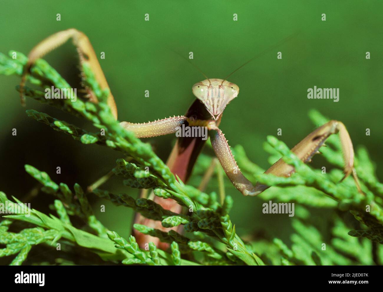 A praying mantis Stock Photo - Alamy