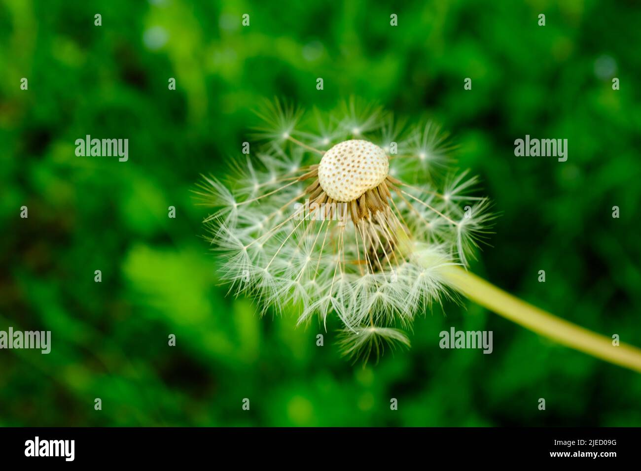 A single fluffy dandelion on a blurred green background. Side view of ...
