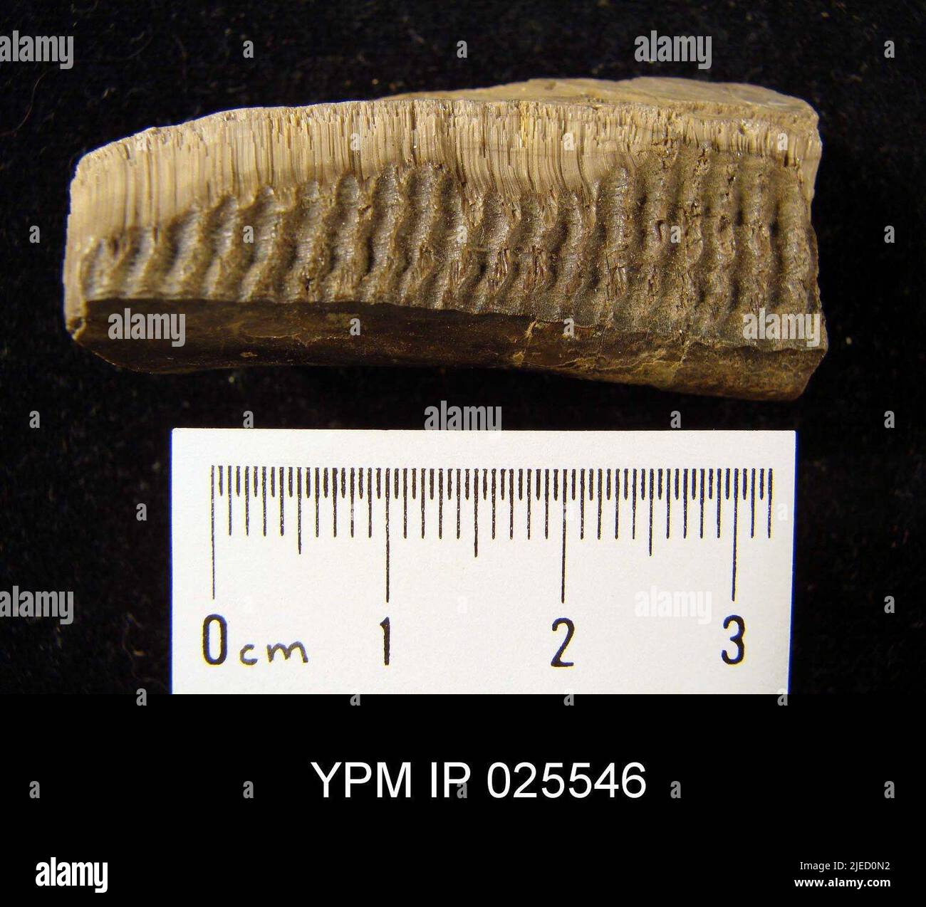 Inoceramus grandis conrad animalia hi-res stock photography and images ...