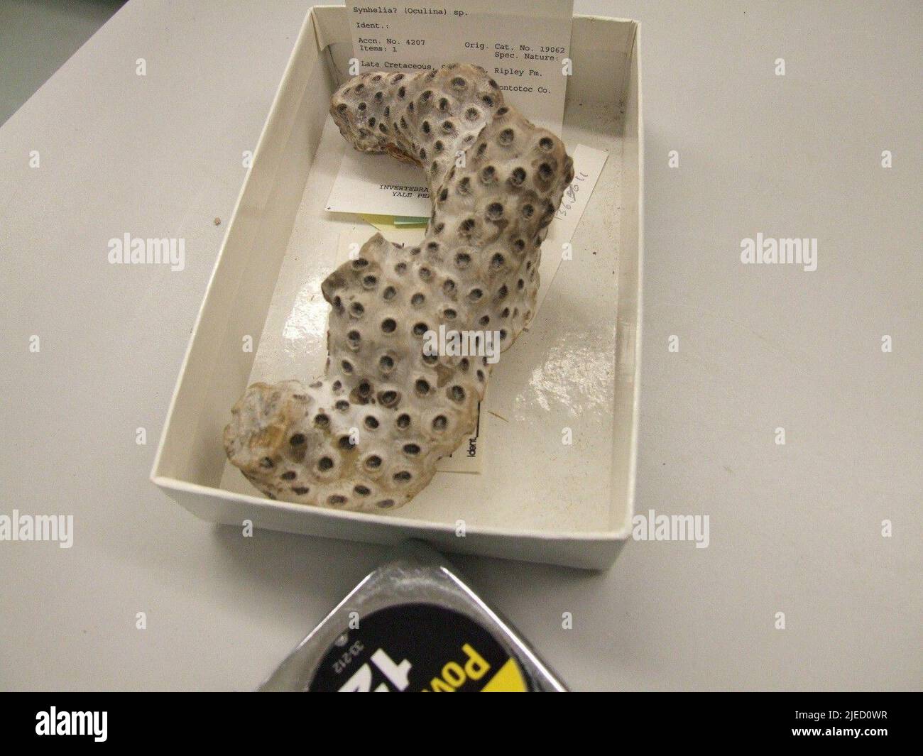 Oculina hi-res stock photography and images - Alamy