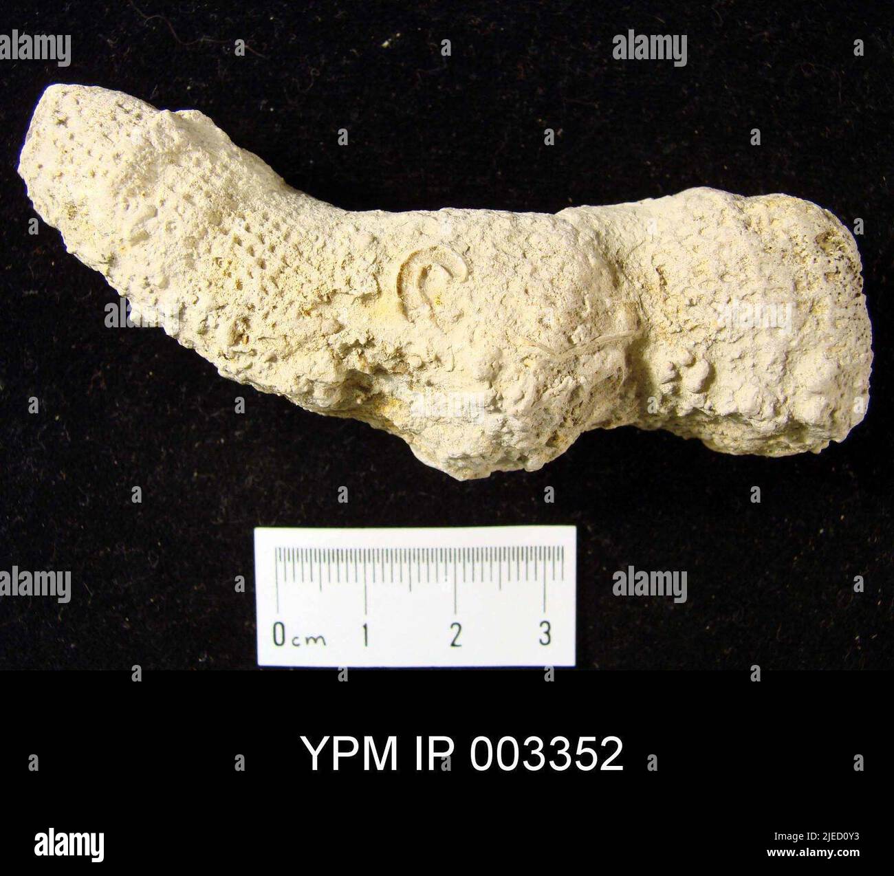 Craticularia procumbens Goldfuss Stock Photo - Alamy