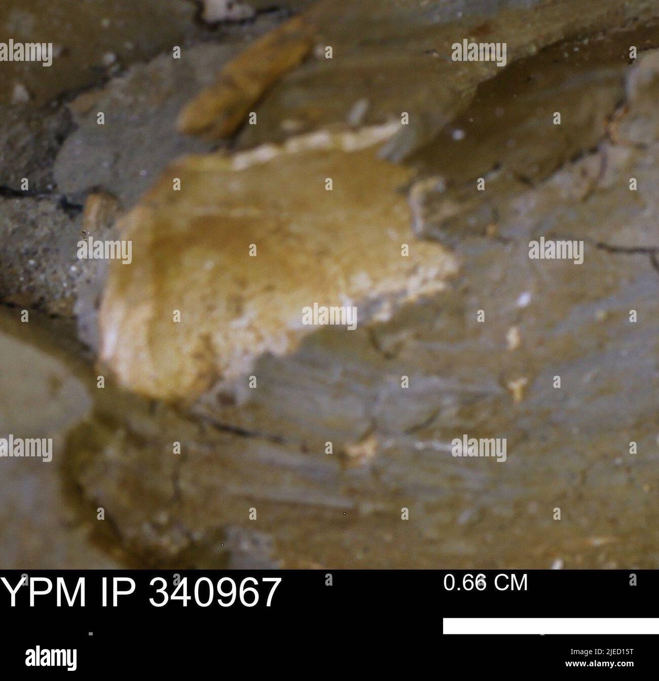 Corbicula sp hi-res stock photography and images - Alamy