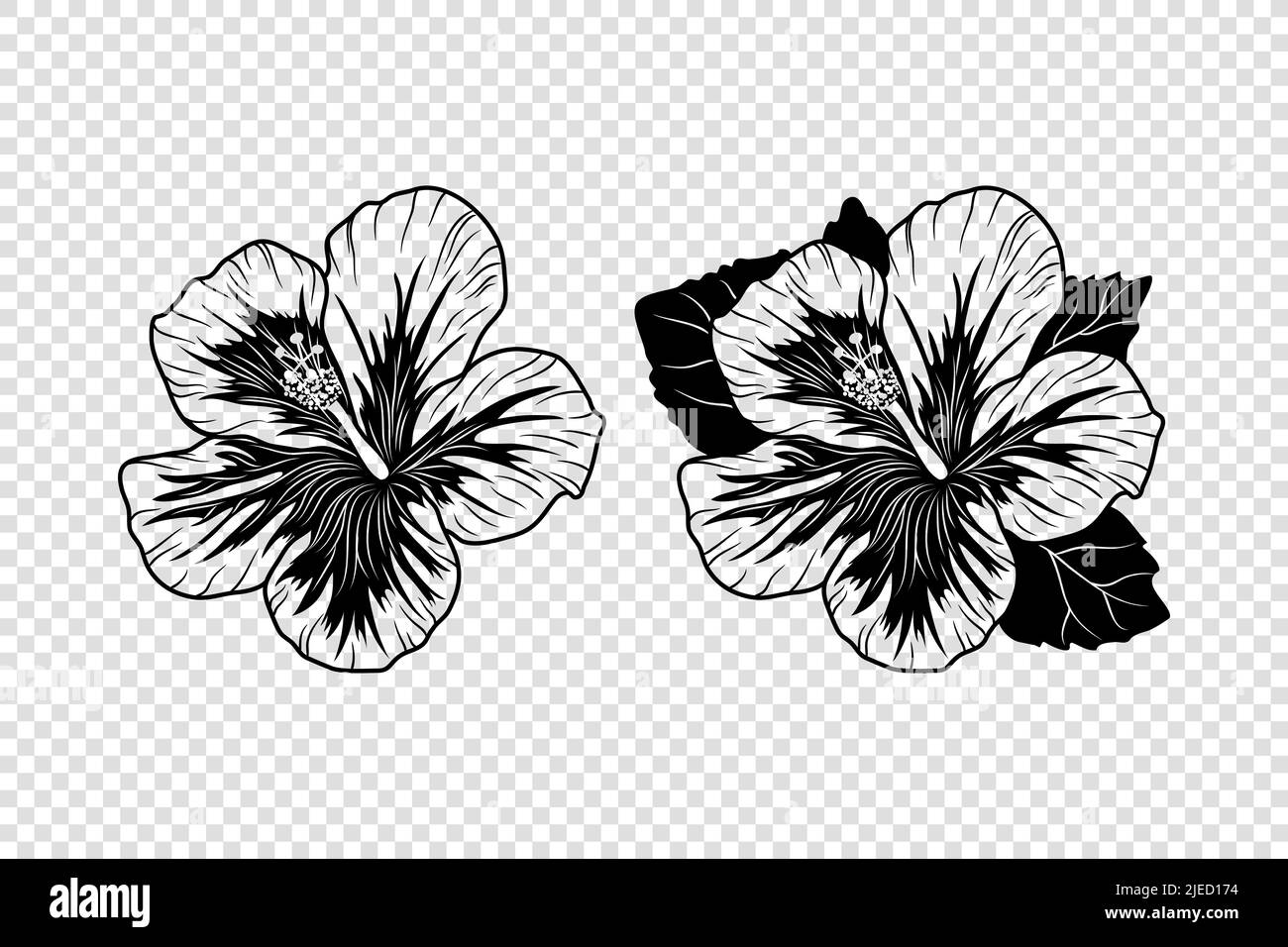 Vector Monochrome Outline Ink Hibiscus. Chinese Rose Set. Floral Design ...