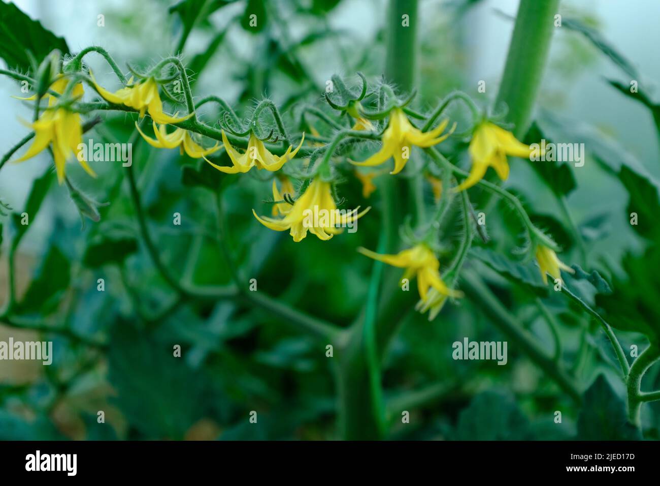 Blooming yellow tomato flowers, close up. Among the green leaves yellow ...