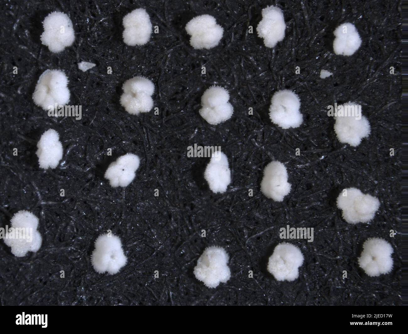 Morozovella subbotinae morozova hi-res stock photography and images - Alamy