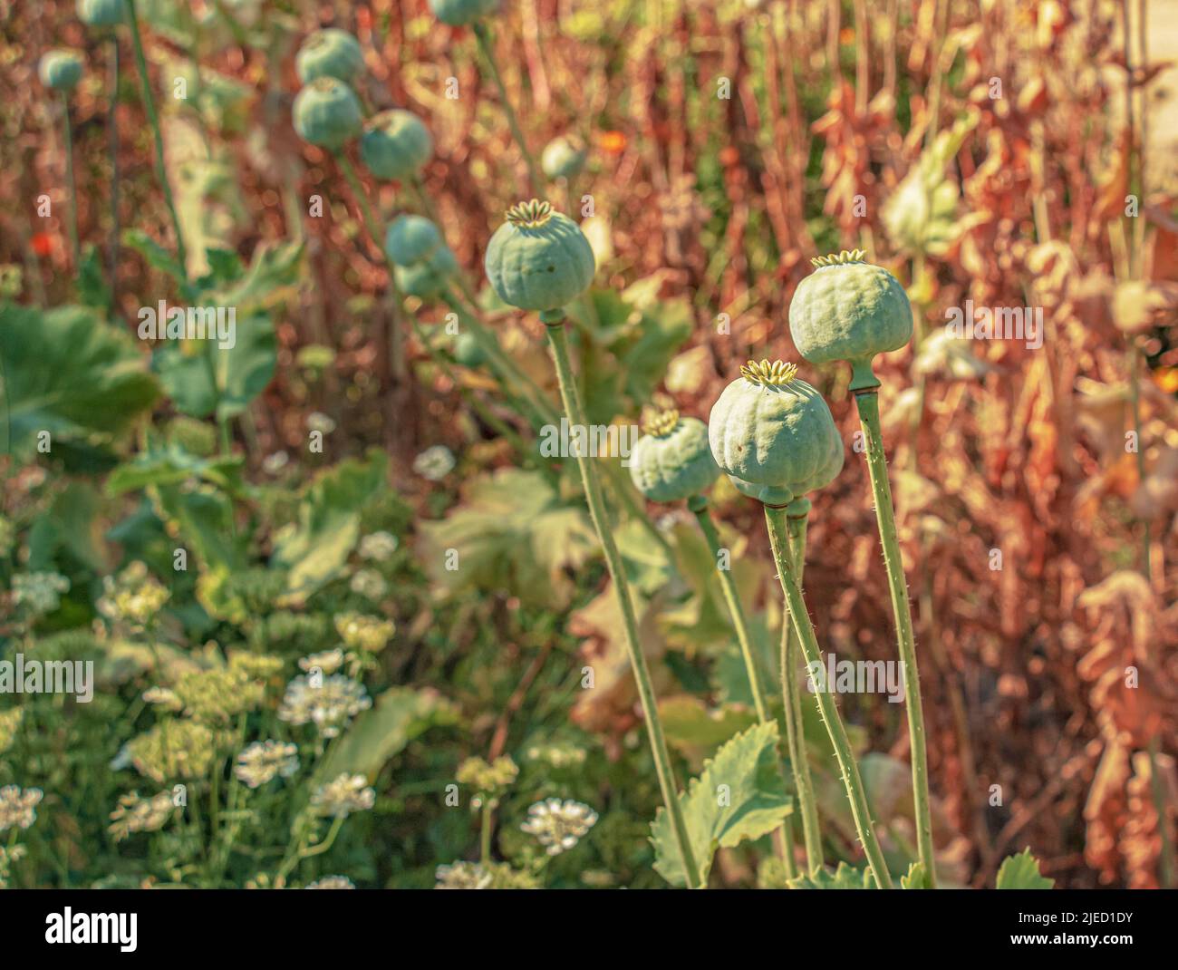 Achene with seeds of the maturing poppy plant. The stem and the box ...