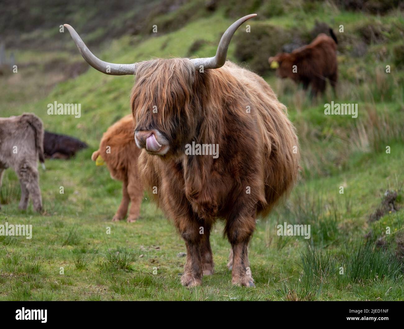 Brown haired longhorn Highland cow, also called Highland coo ...