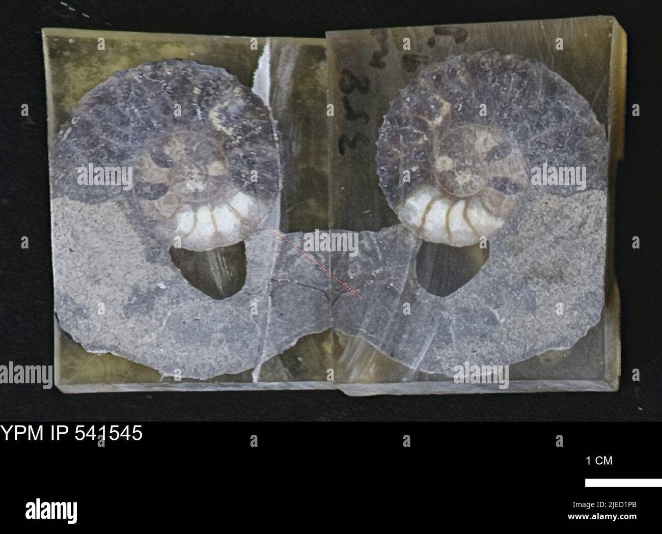 Scaphitidae hi-res stock photography and images - Alamy