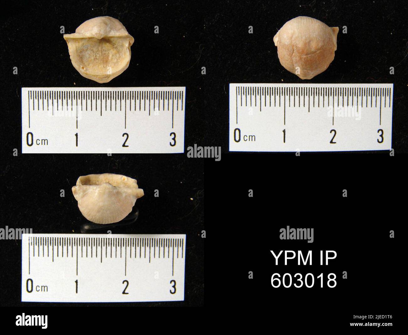 Eomarginifera praecursor (Muir-Wood, 1928 Stock Photo - Alamy