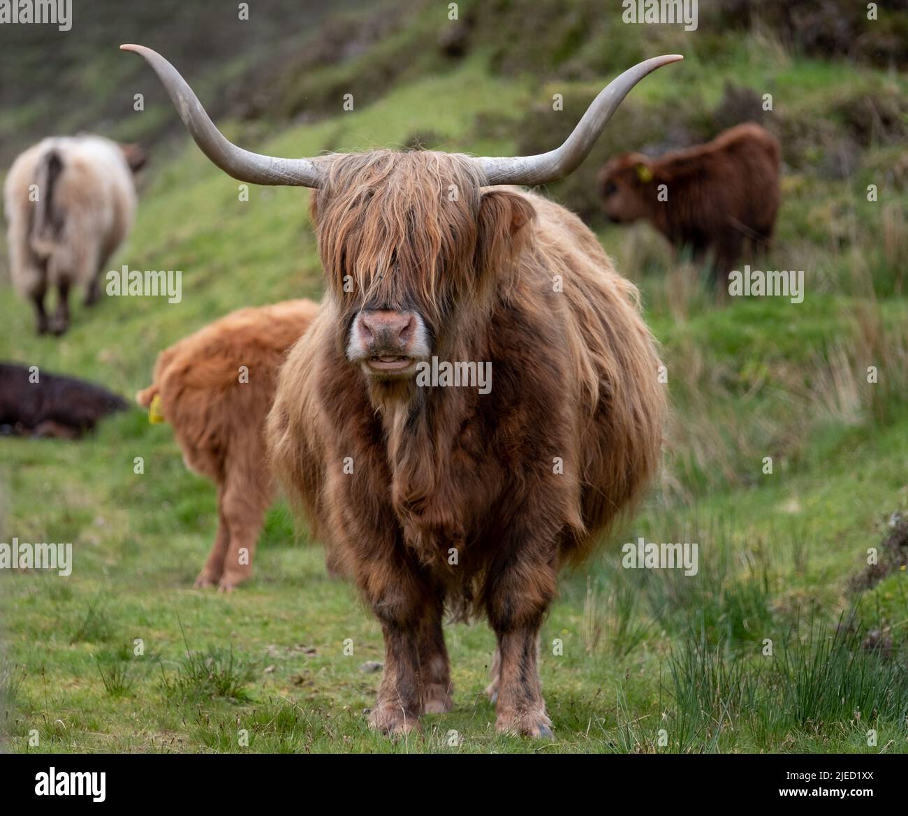 Brown haired longhorn Highland cow, also called Highland coo ...