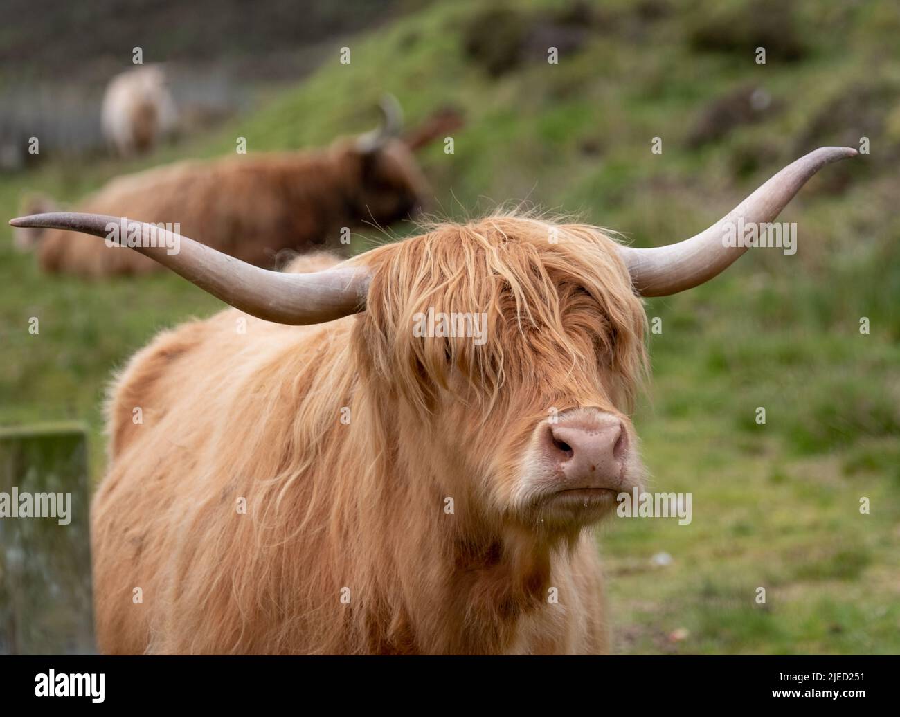 Brown haired longhorn Highland cow, also called Highland coo ...