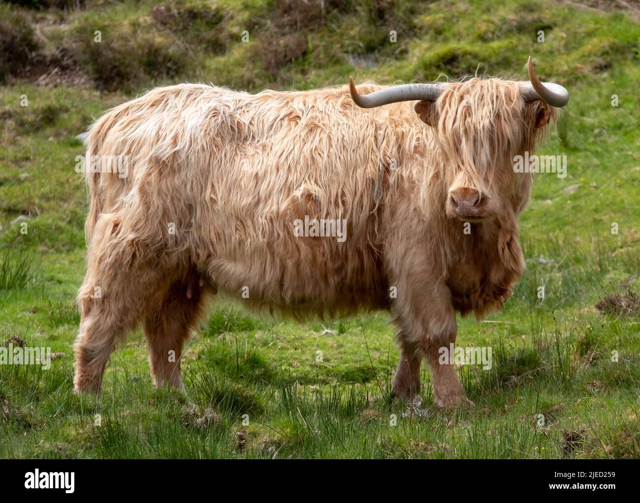 Brown haired longhorn Highland cow, also called Highland coo ...