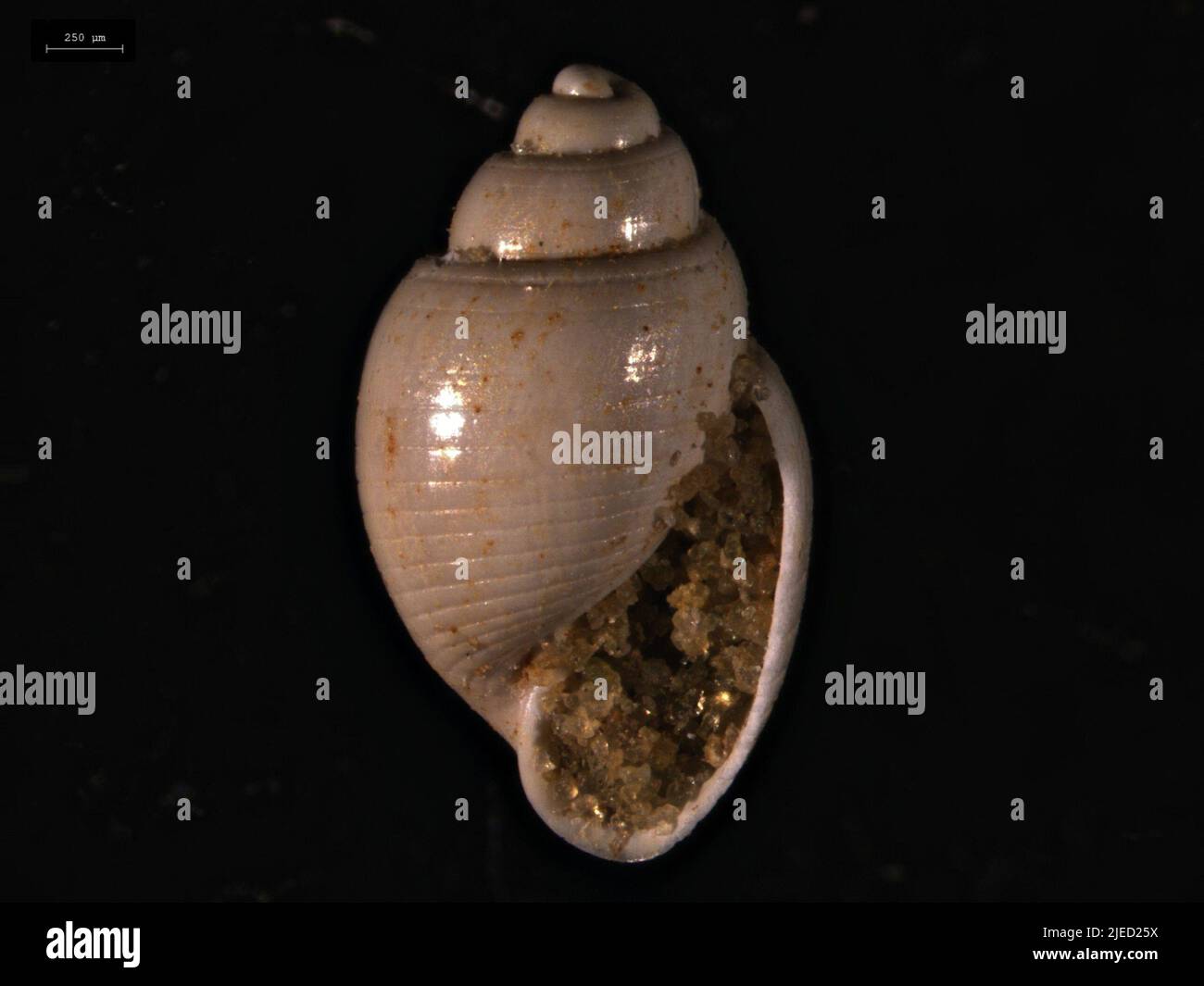 Gastropoda snails and sl hi-res stock photography and images - Alamy