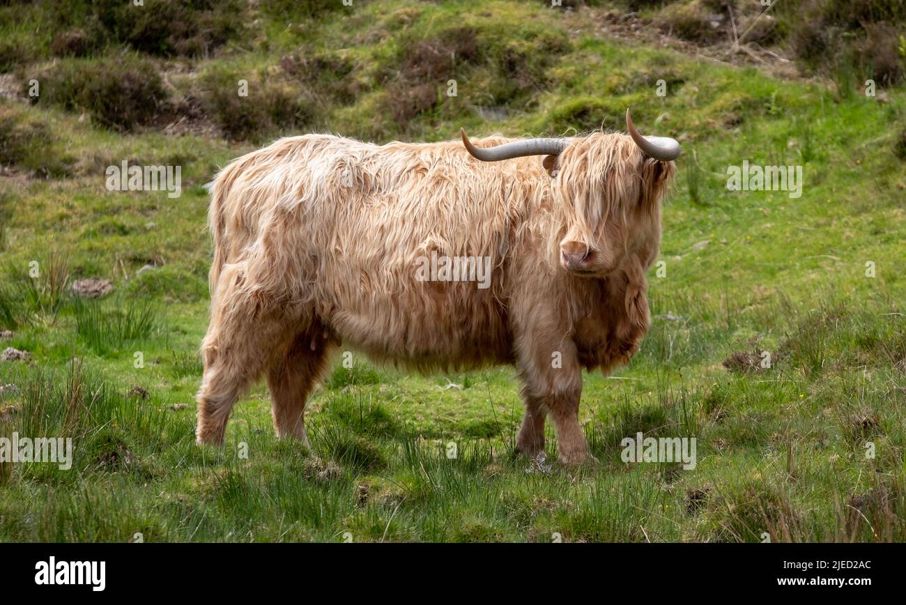 Brown haired longhorn Highland cow, also called Highland coo ...