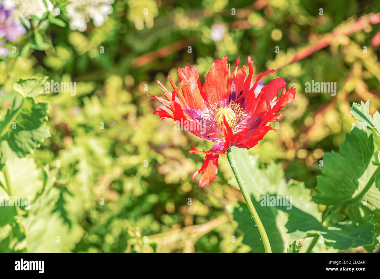 Close-up of the seed pods and red-pink flowers of Papaver somniferum ...