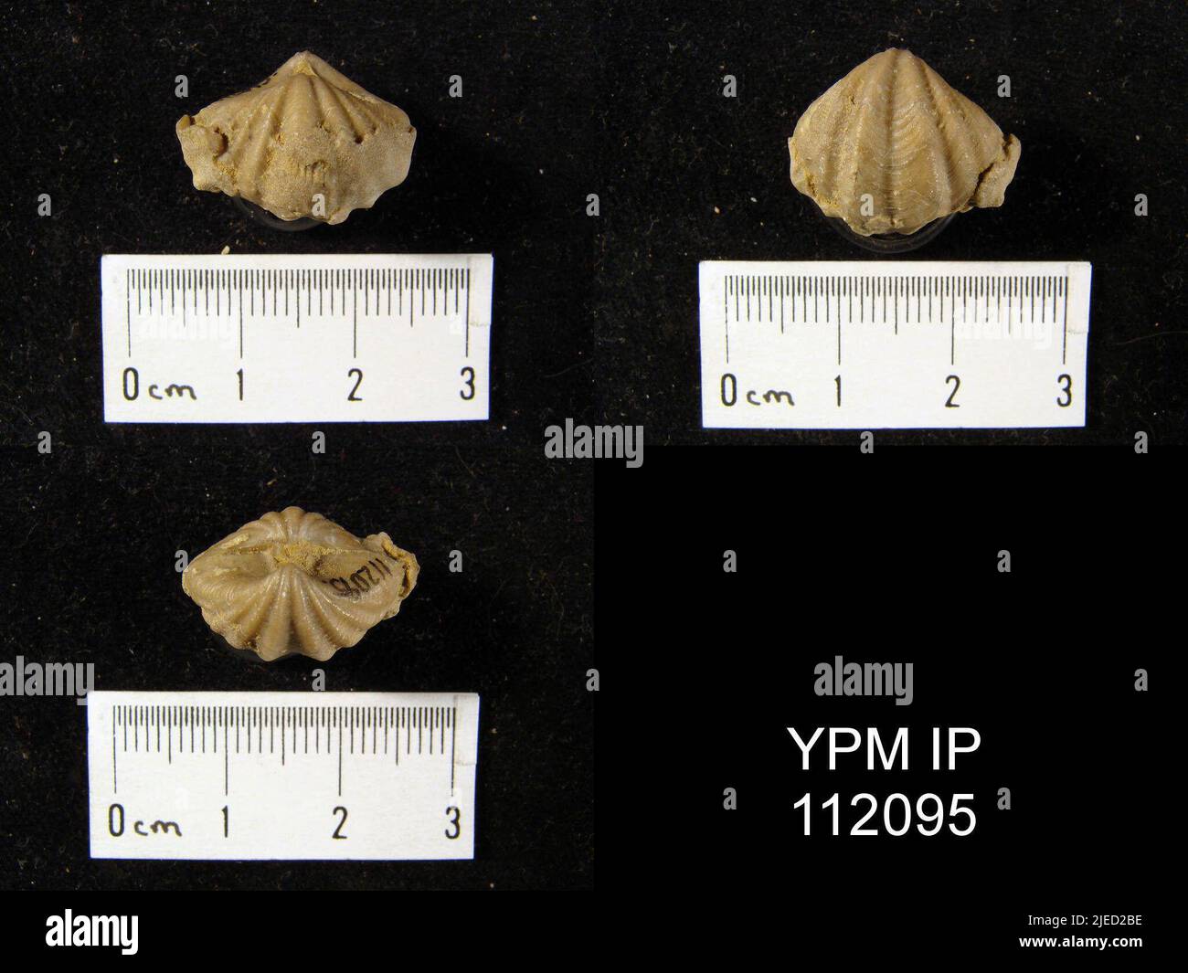 Spirifer elevatus dalmani Stock Photo - Alamy