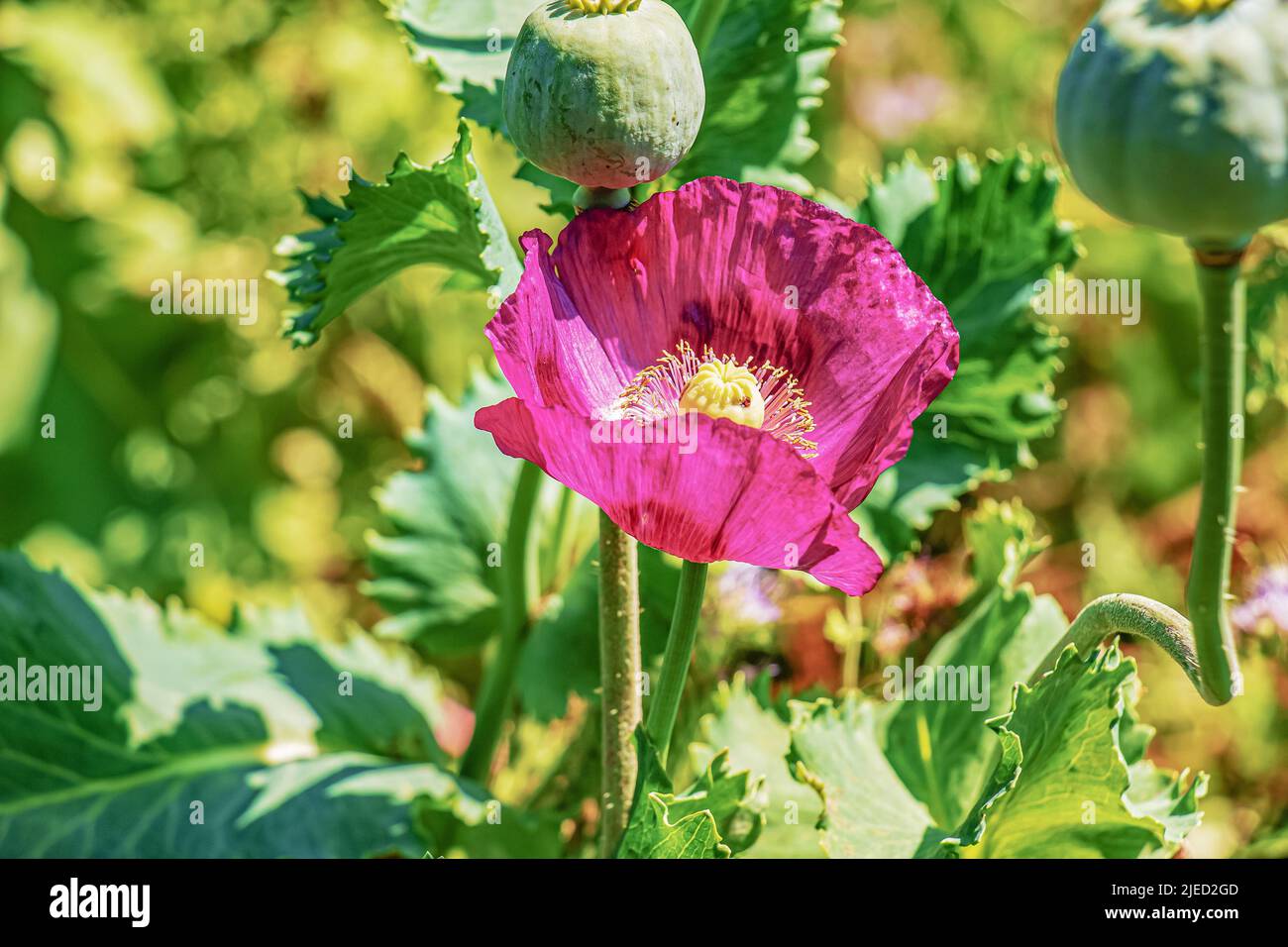 Close-up of the seed pods and red-pink flowers of Papaver somniferum ...