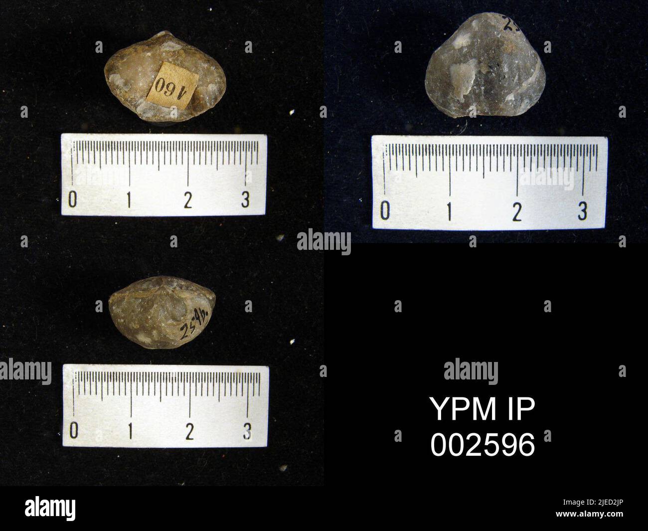 Pentamerus hi-res stock photography and images - Alamy