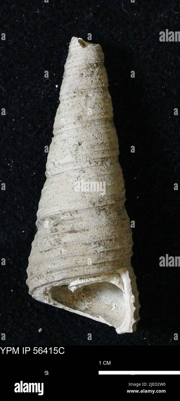 Turritella sp animalia hi-res stock photography and images - Alamy