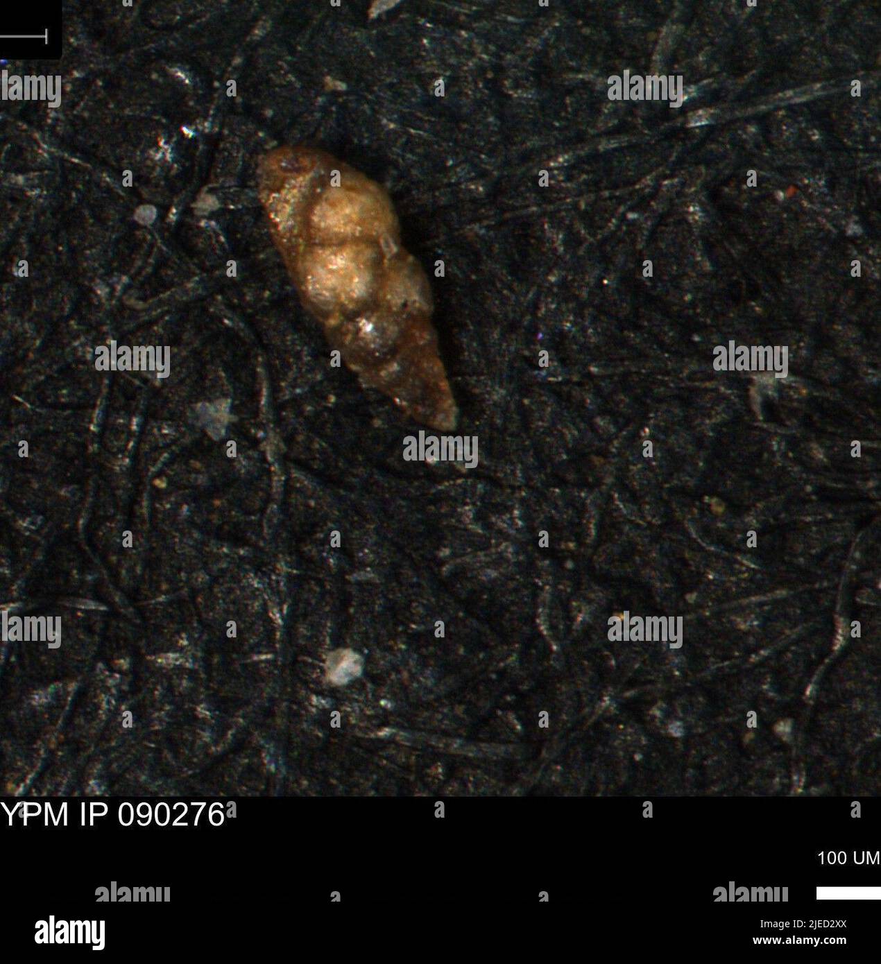 Rhizopo hi-res stock photography and images - Alamy