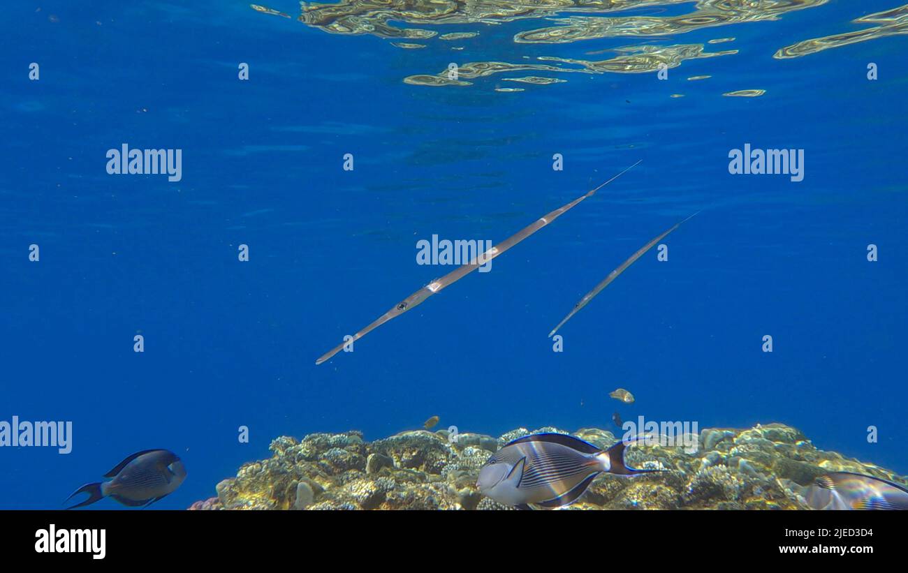 Smooth flutemouth fish in the red sea hi-res stock photography and ...