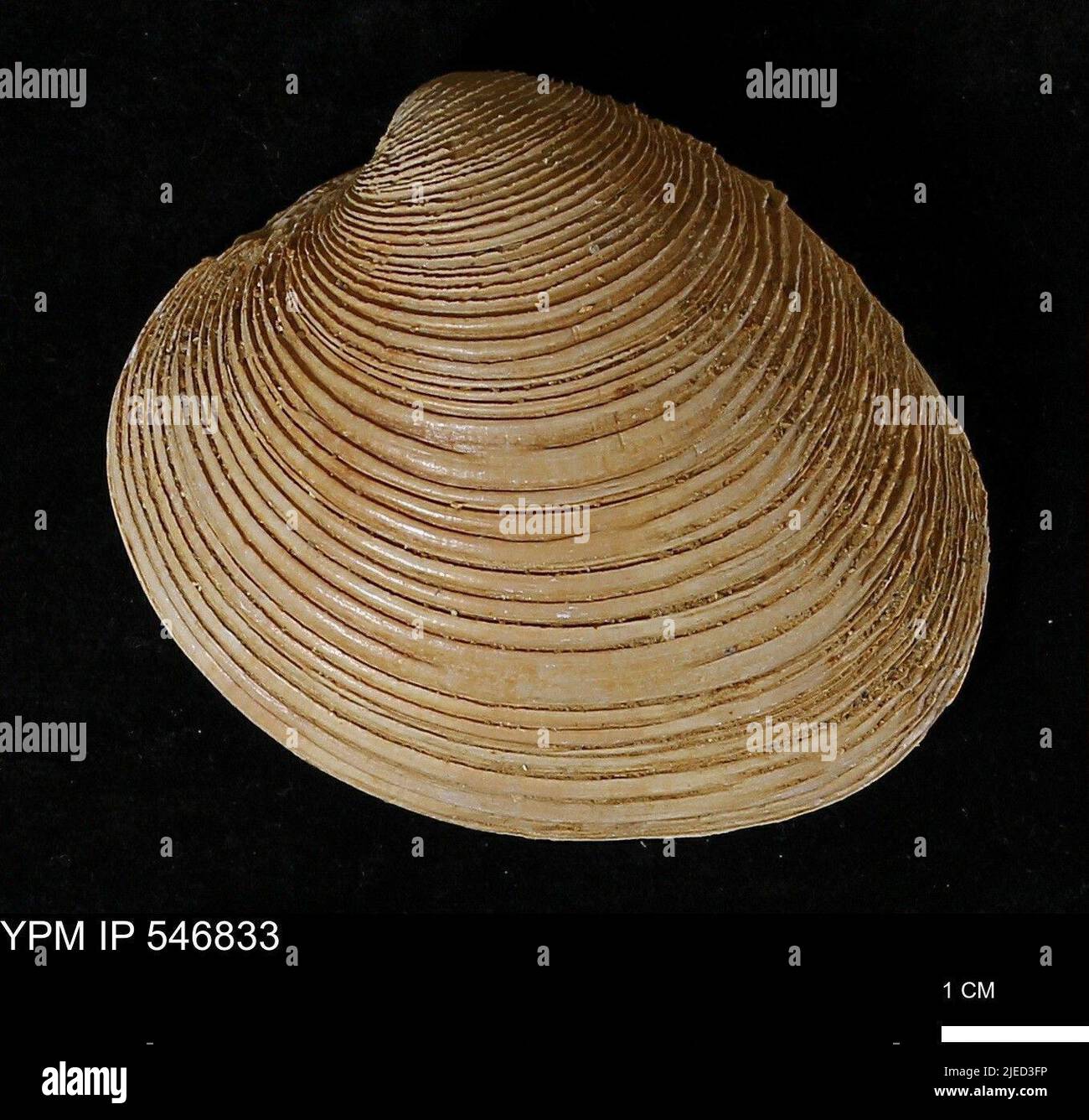 Venus clam species hi-res stock photography and images - Alamy