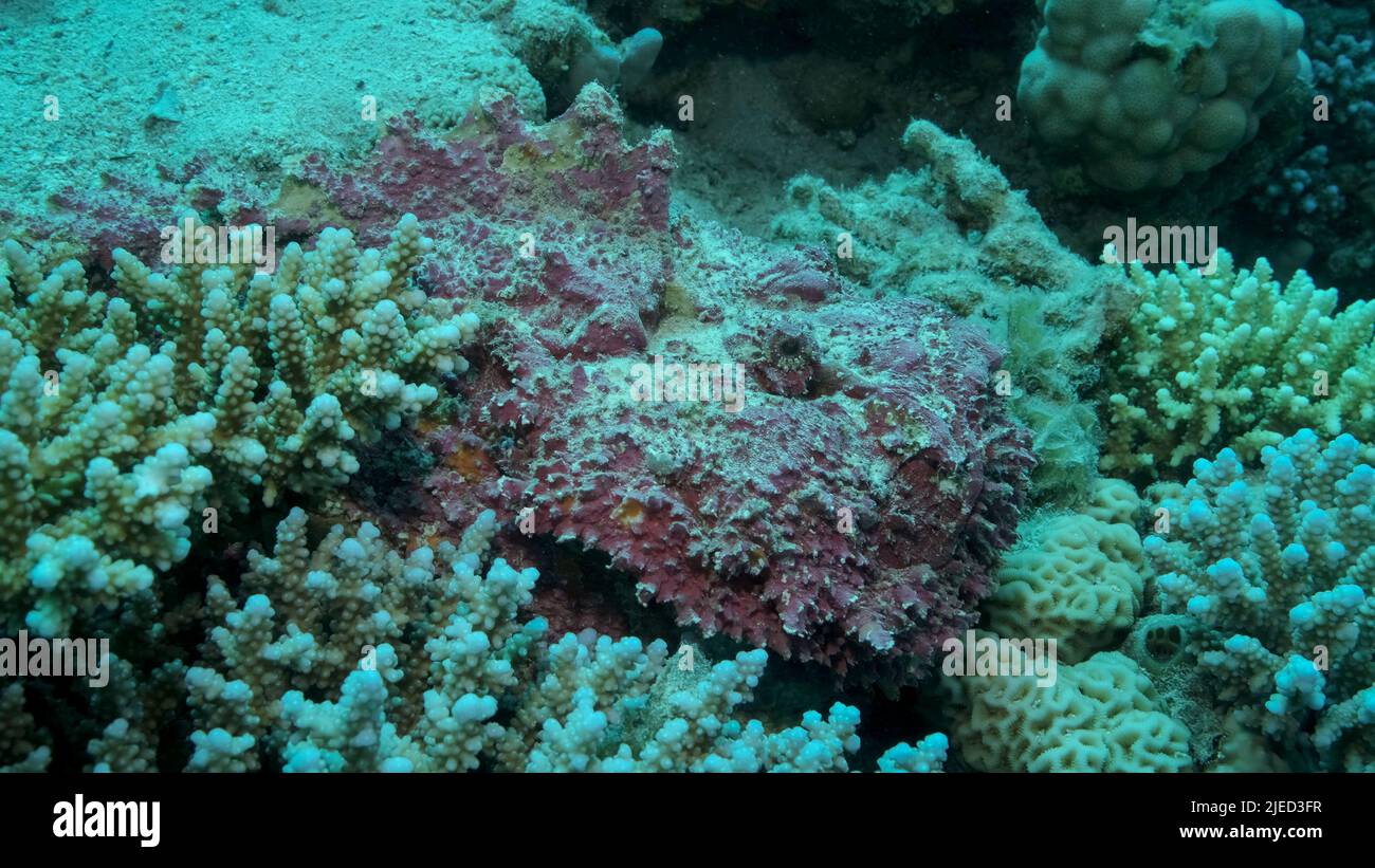 Red Sea, Egypt. 26th June, 2022. Close-up of pink Stonefish lies on ...