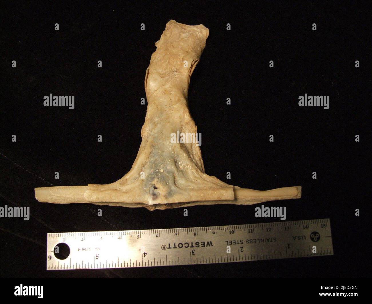 Isognomon isognomon hi-res stock photography and images - Alamy