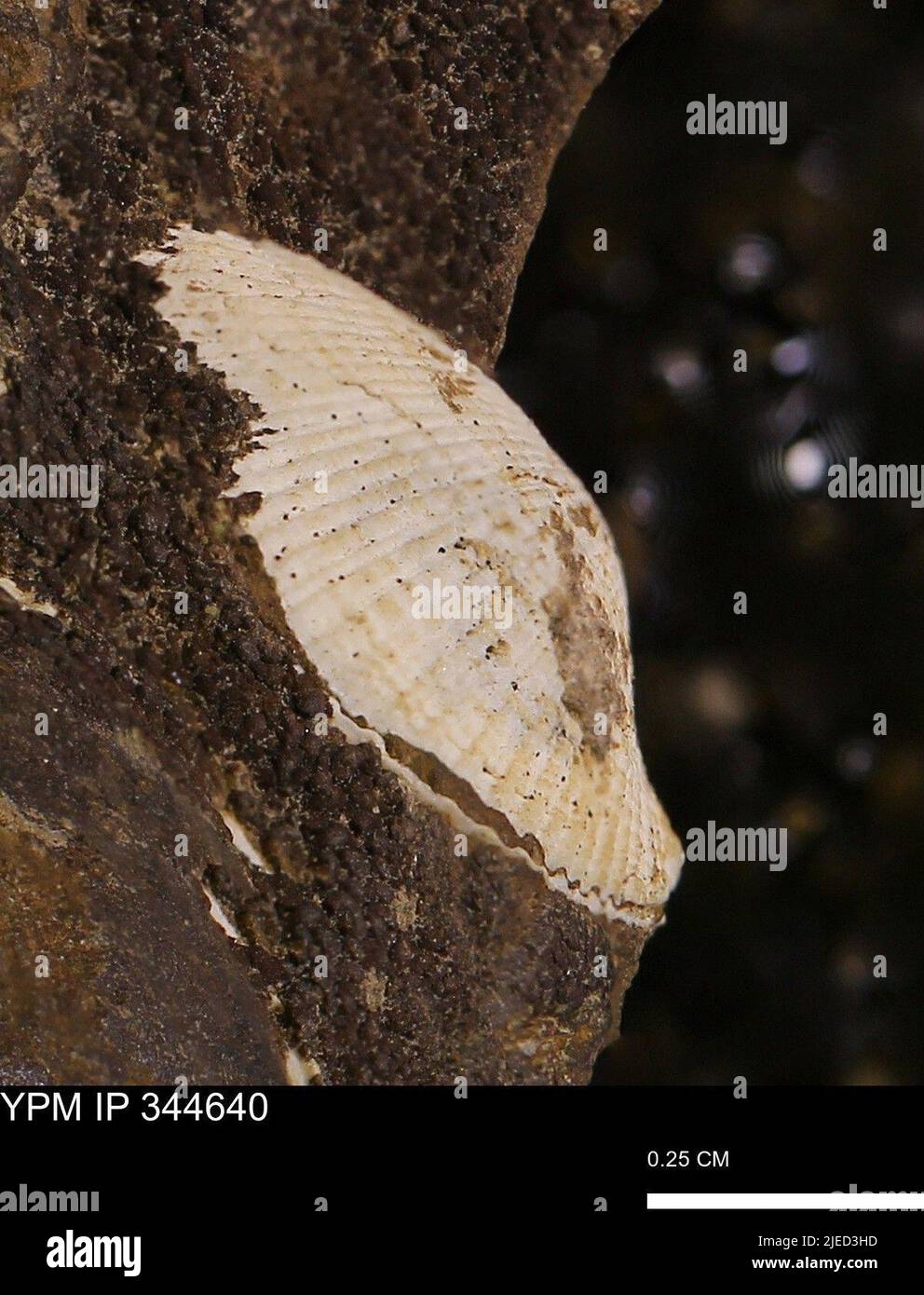 Parallelodon (Cosmetodon) sp Stock Photo - Alamy
