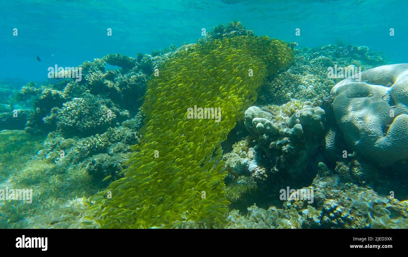 Red Sea, Egypt. 26th June, 2022. Massive school of juvenile Rabbitfish ...