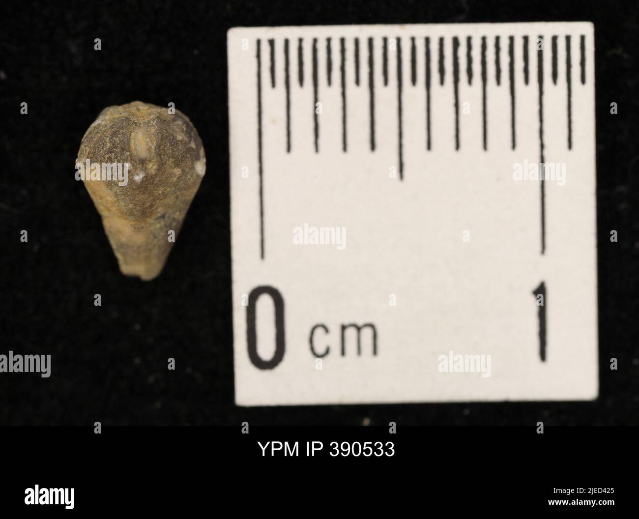 Codaster animalia hi-res stock photography and images - Alamy